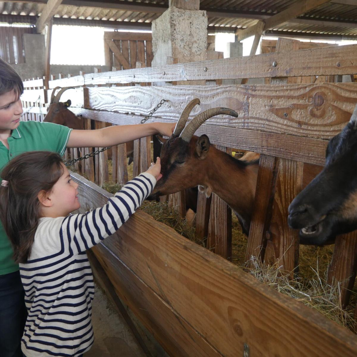 Visite de la Ferme de la Chèvre Rit | Destination Granville Terre et Mer