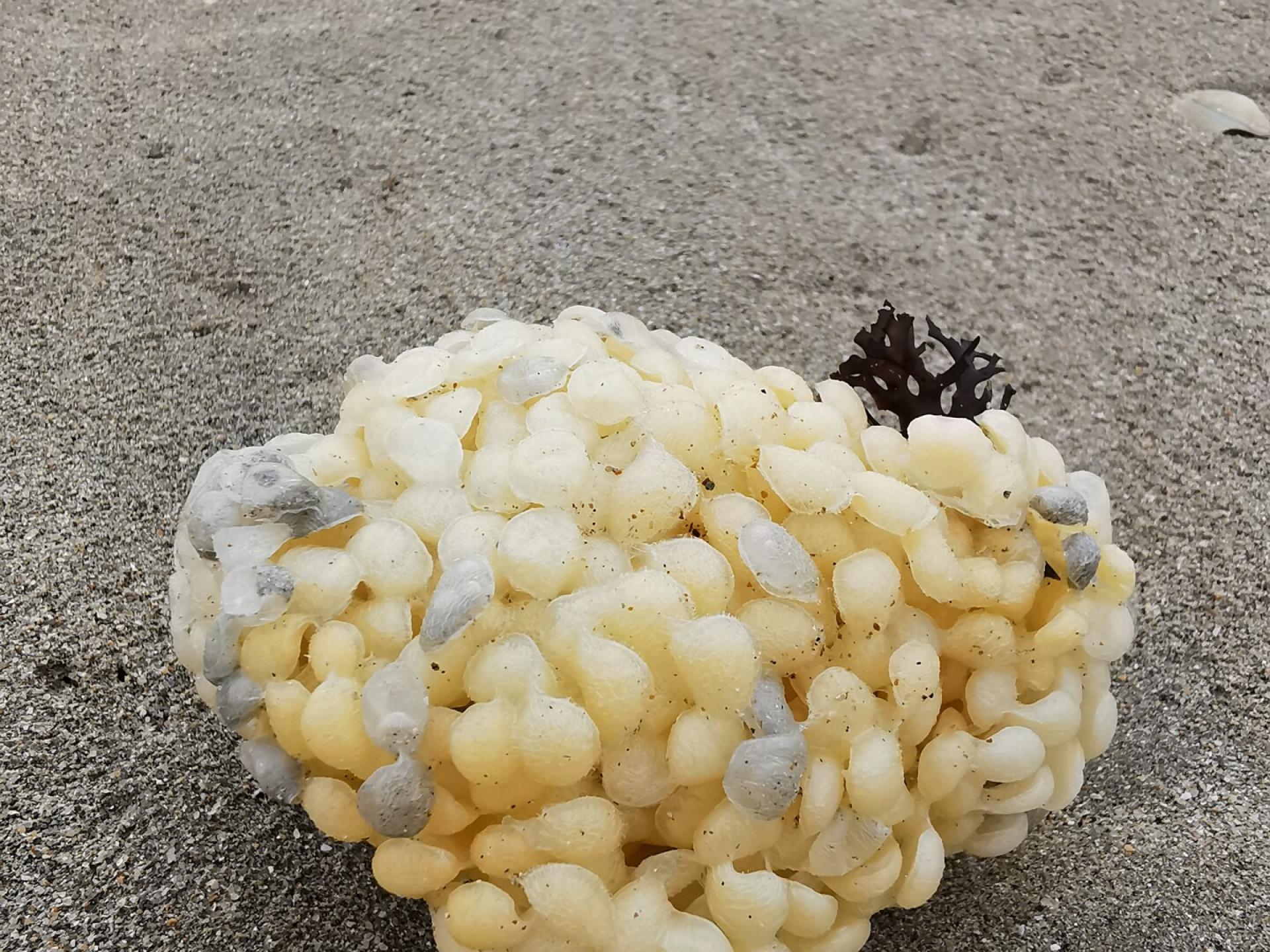 Le bulot | Destination Granville Terre et Mer