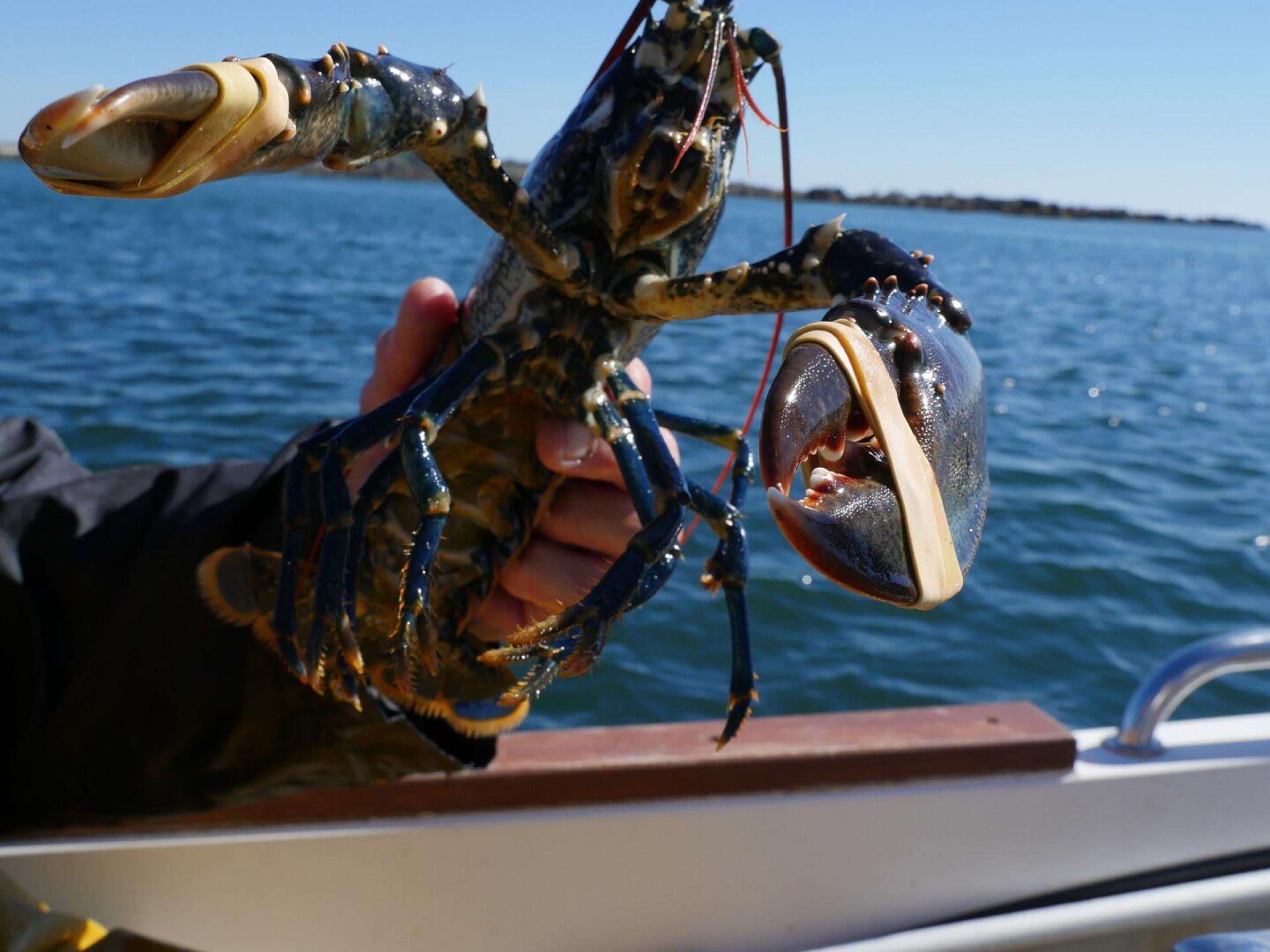 Le homard de Chausey | Destination Granville Terre et Mer