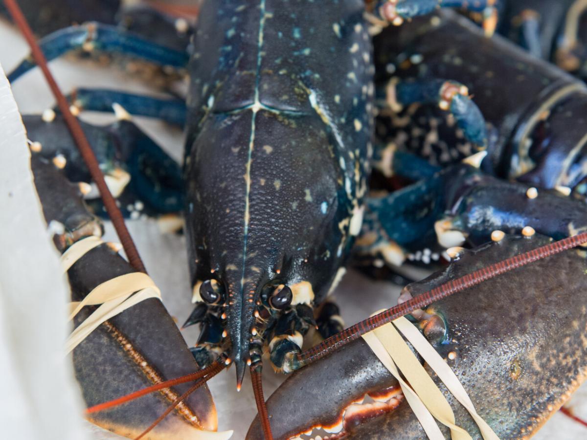 Le homard de Chausey | Destination Granville Terre et Mer