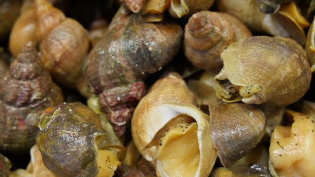 Le bulot | Destination Granville Terre et Mer