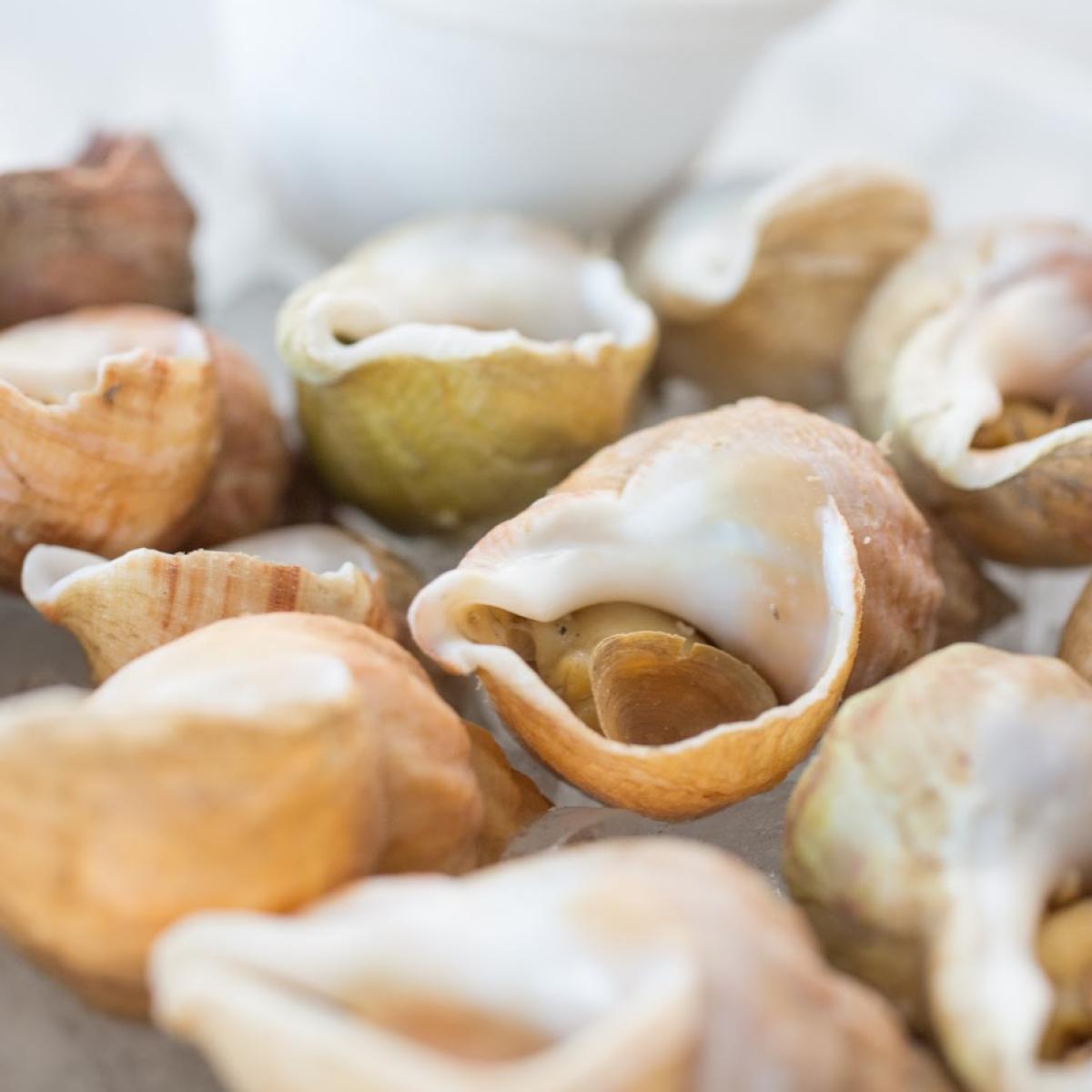 La coquille Saint-Jacques | Destination Granville Terre et Mer