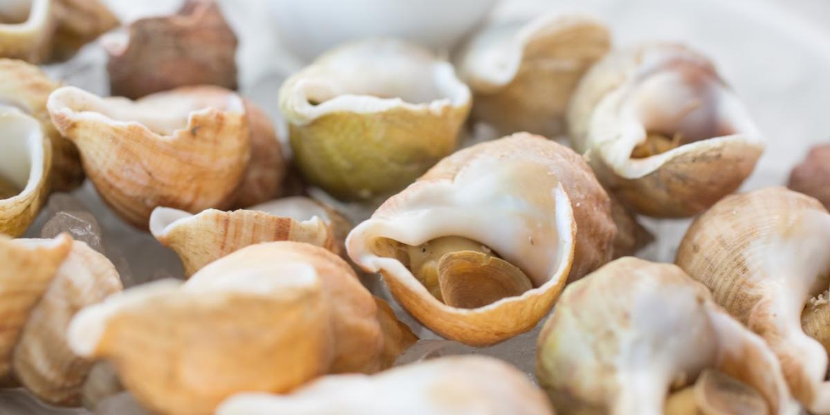 Le bulot | Destination Granville Terre et Mer