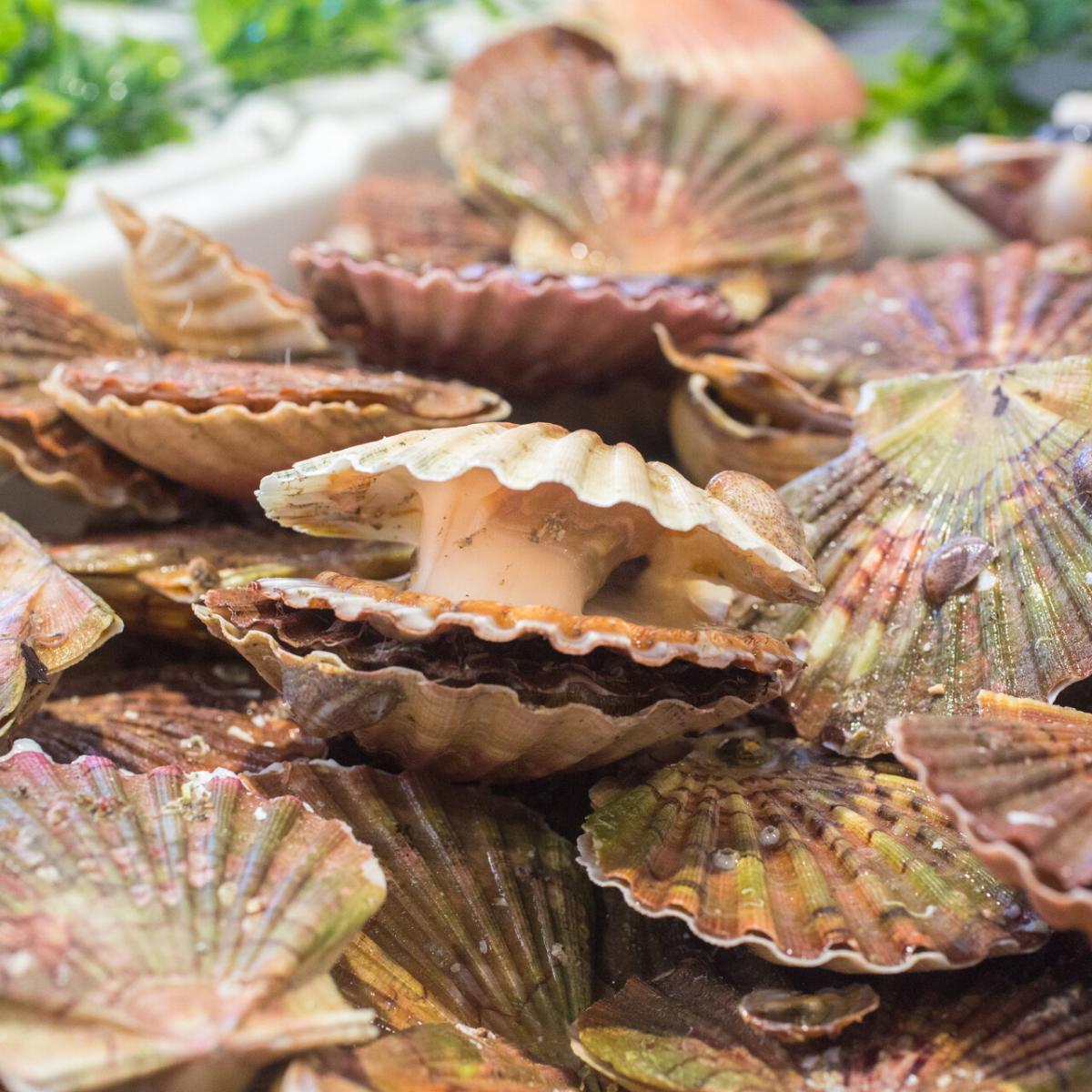 Le bulot | Destination Granville Terre et Mer