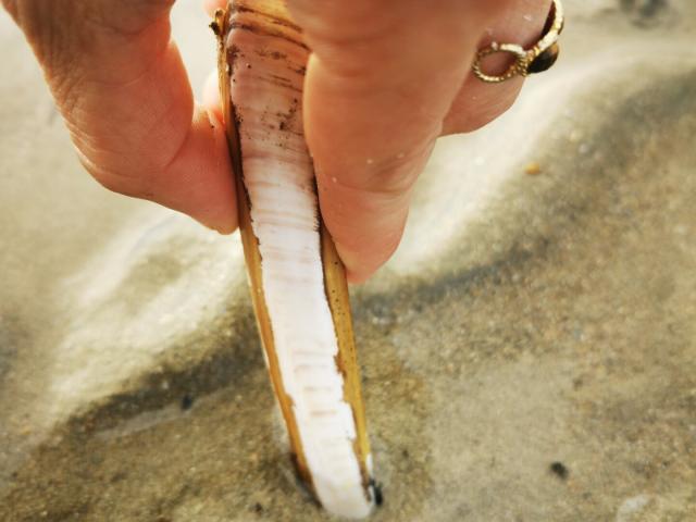 Le couteau | Destination Granville Terre et Mer