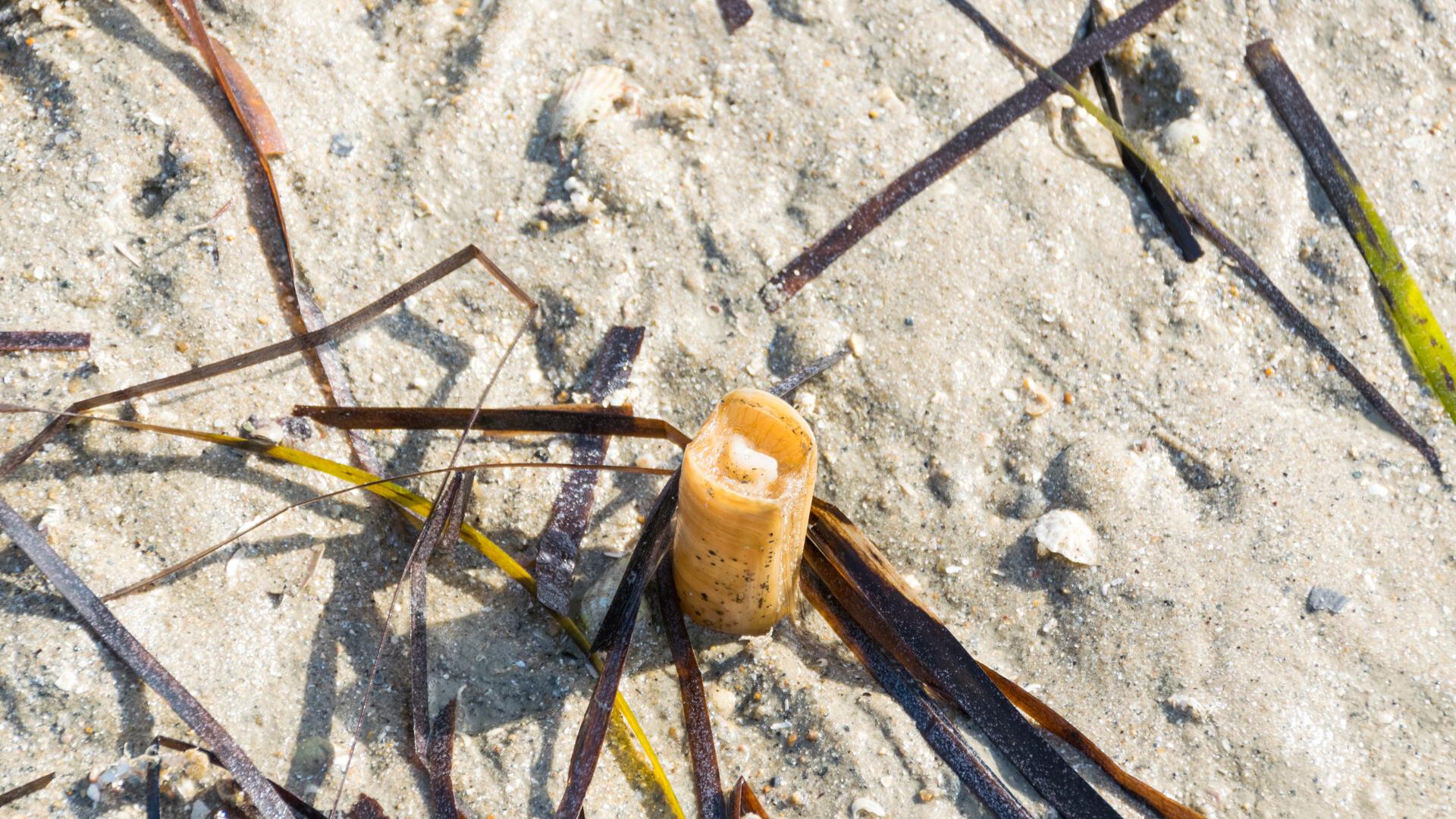 Le couteau | Destination Granville Terre et Mer