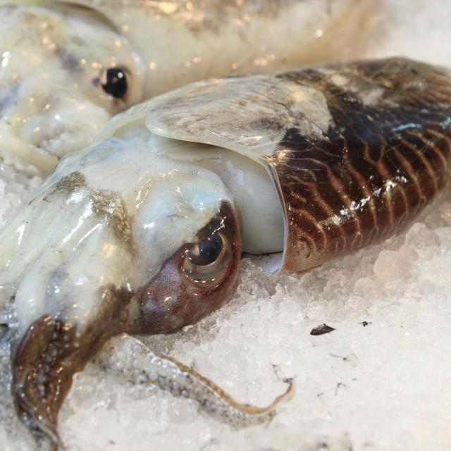 La coquille Saint-Jacques | Destination Granville Terre et Mer