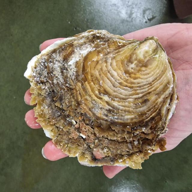 L’huître plate | Destination Granville Terre et Mer