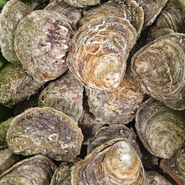 L’huître plate | Destination Granville Terre et Mer