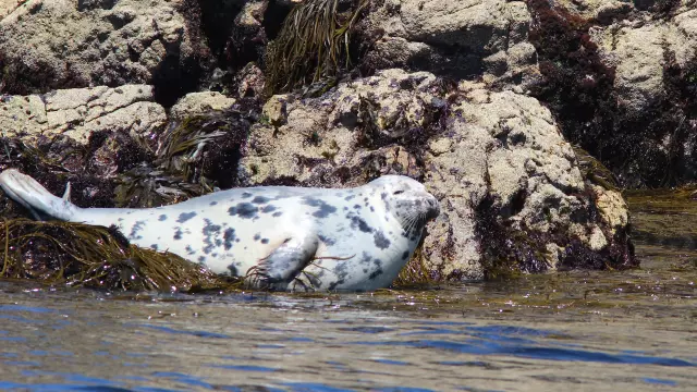 J’observe la faune marine dans les archipels de Chausey et des ...